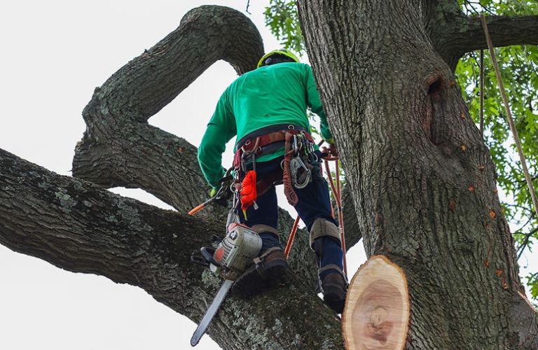 Best Rated Tree Company Lenoir City | Knoxville TN